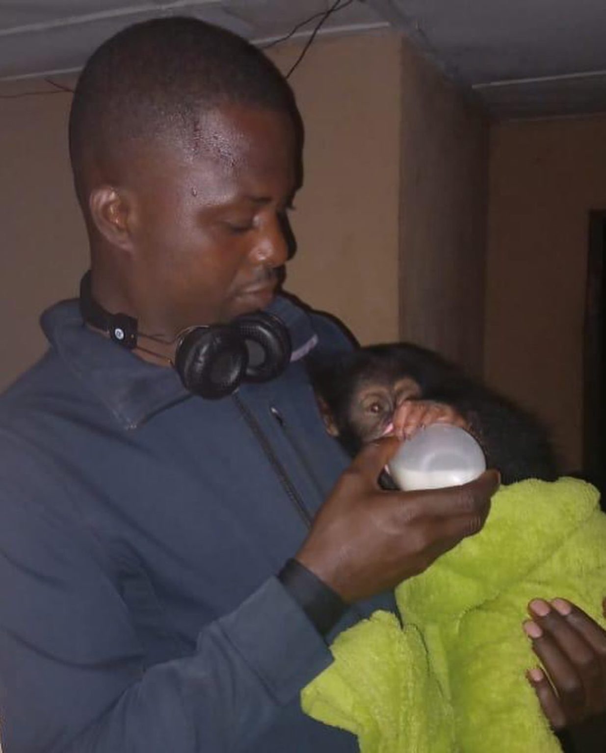 Tacugama Chimpanzee Sanctuary Rescues Baby Chimp (Chicha) - SwitSalone