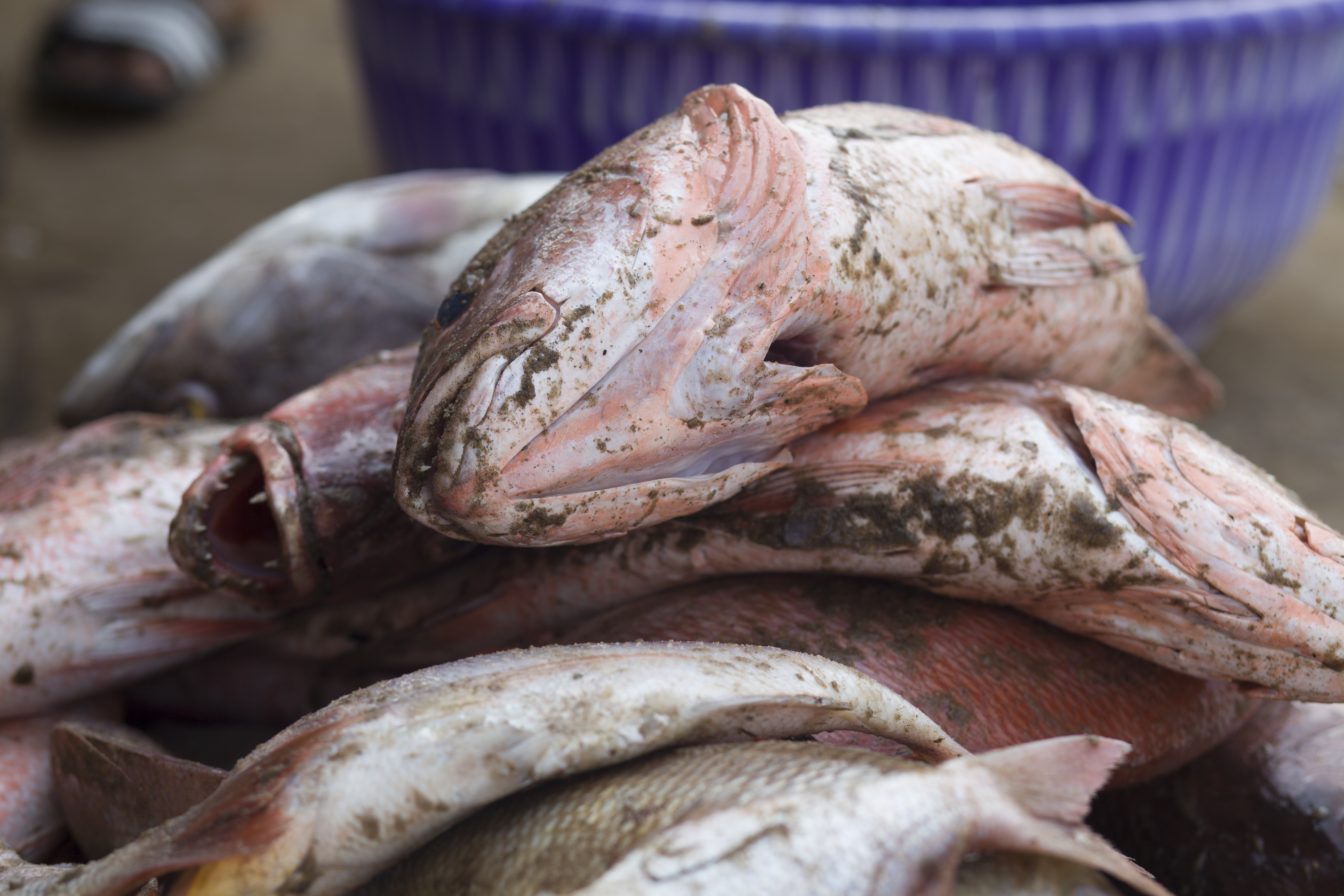 What we can learn from artisanal fishermen, fish-women in Sierra Leone