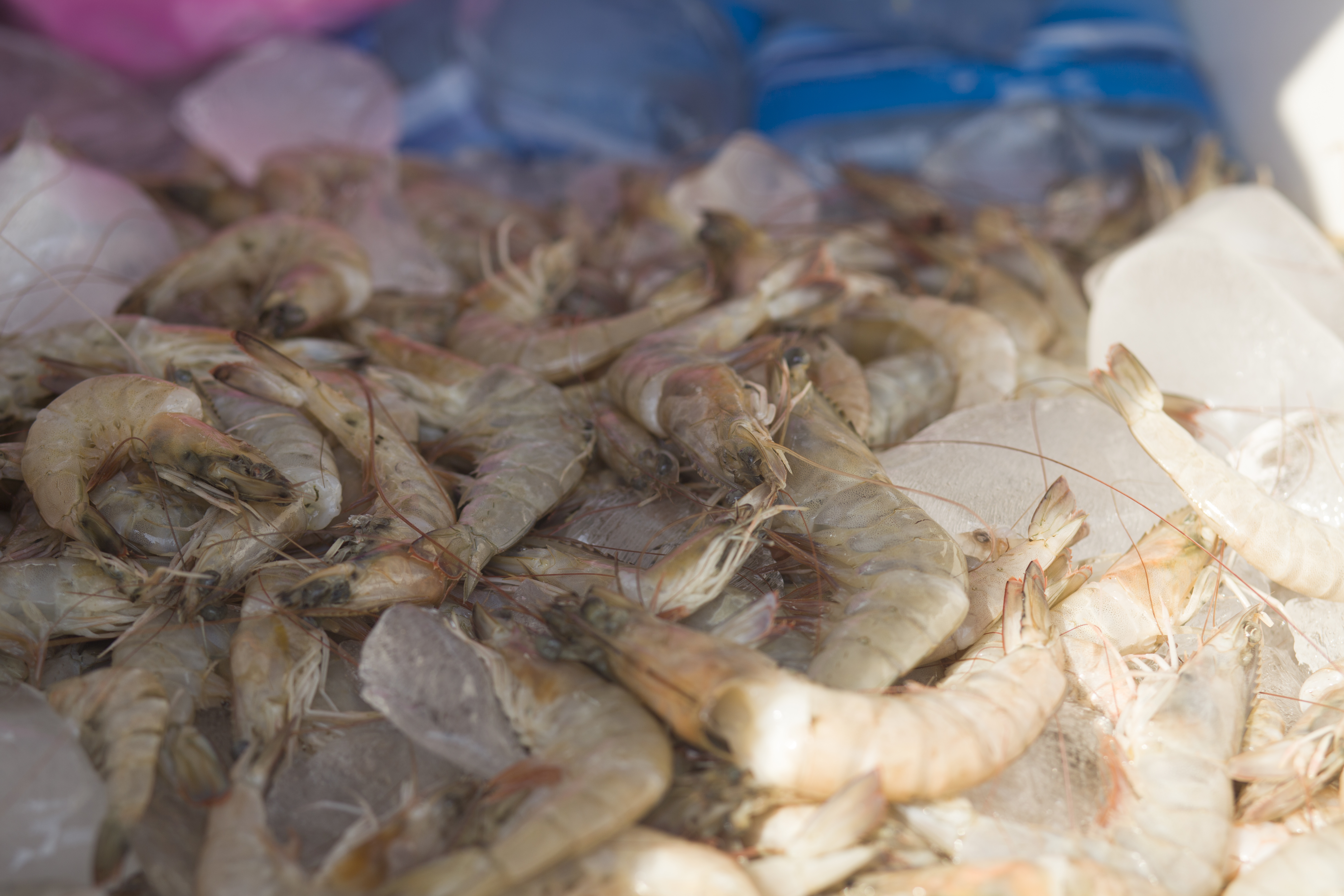 What we can learn from artisanal fishermen, fish-women in Sierra Leone