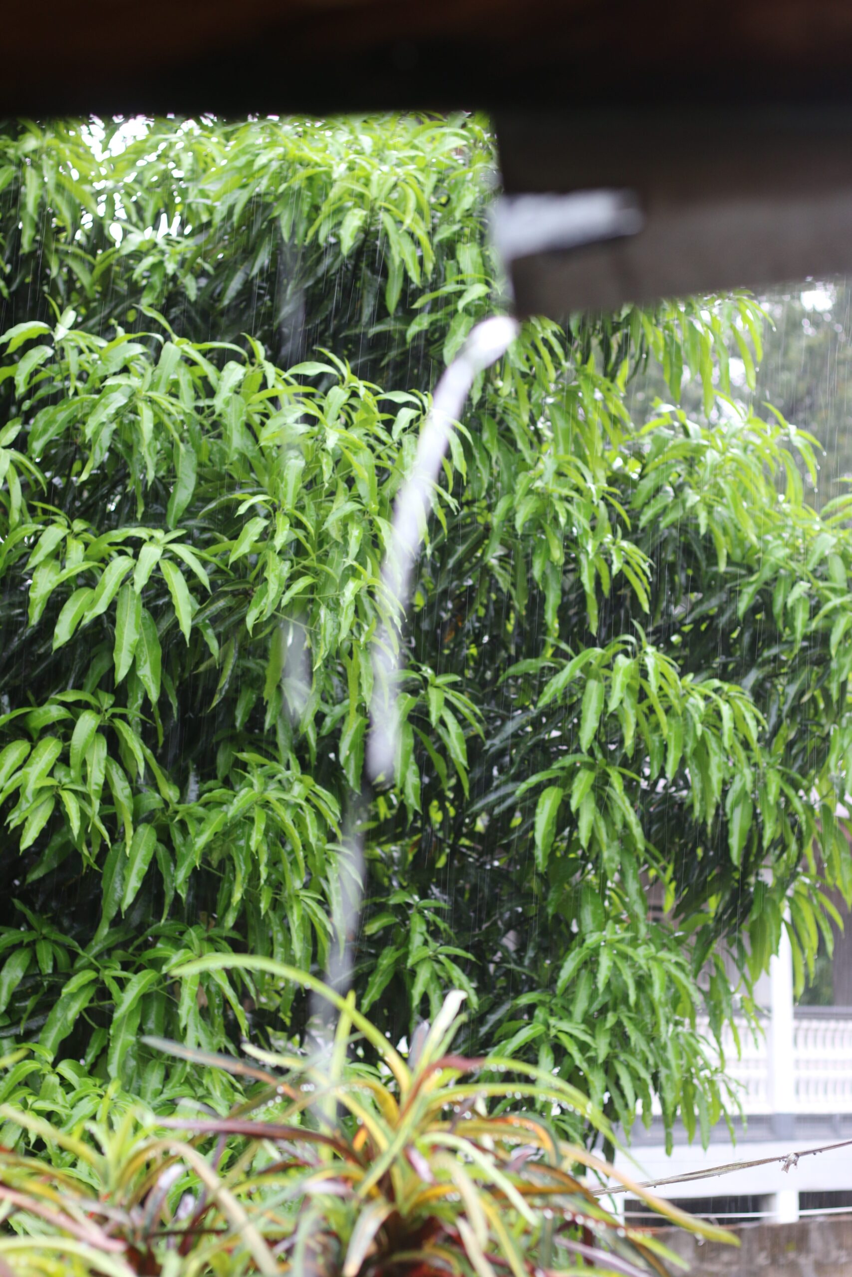 No Guma no problem, water survival tips from residents at Calaba Town ...