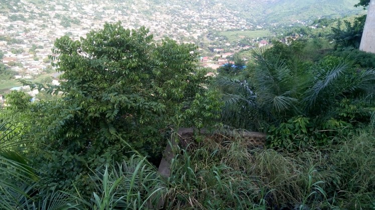 On any given day Freetown’s forest is burning - Vickie Remoe calls for ...