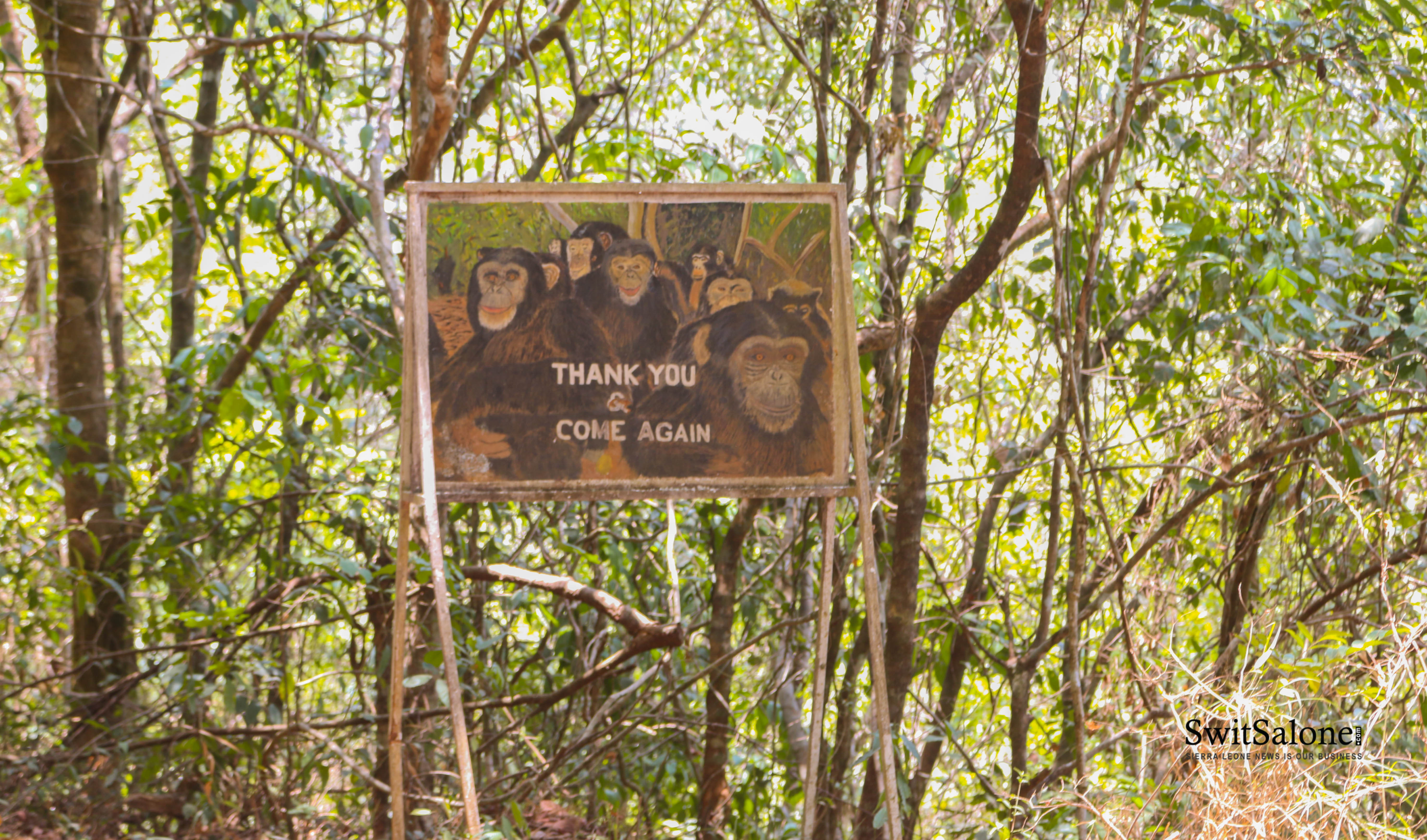 Destination Sierra Leone: The Hidden Wildlife Gem - Tacugama Chimpanzee ...