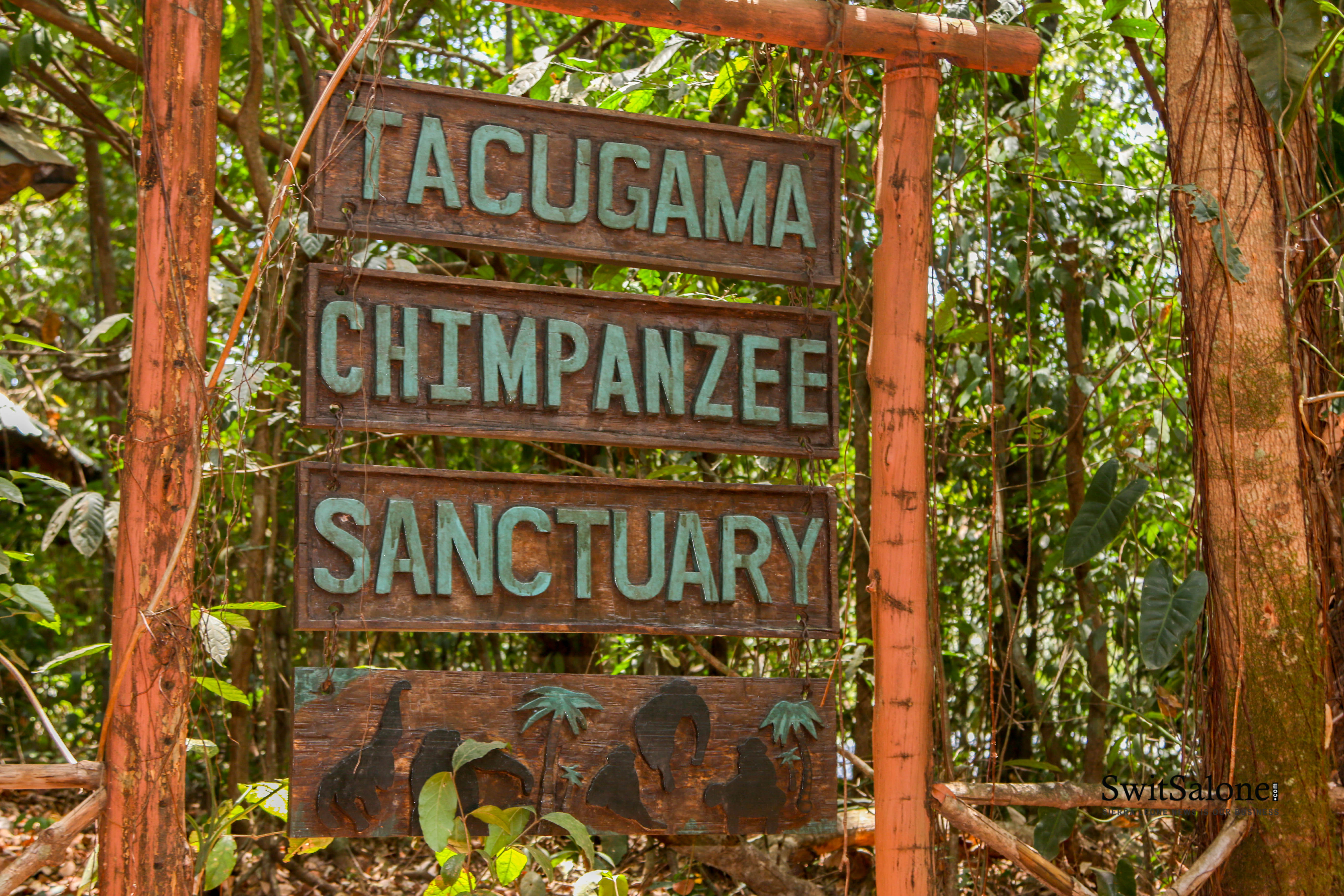 Destination Sierra Leone: The Hidden Wildlife Gem - Tacugama Chimpanzee ...