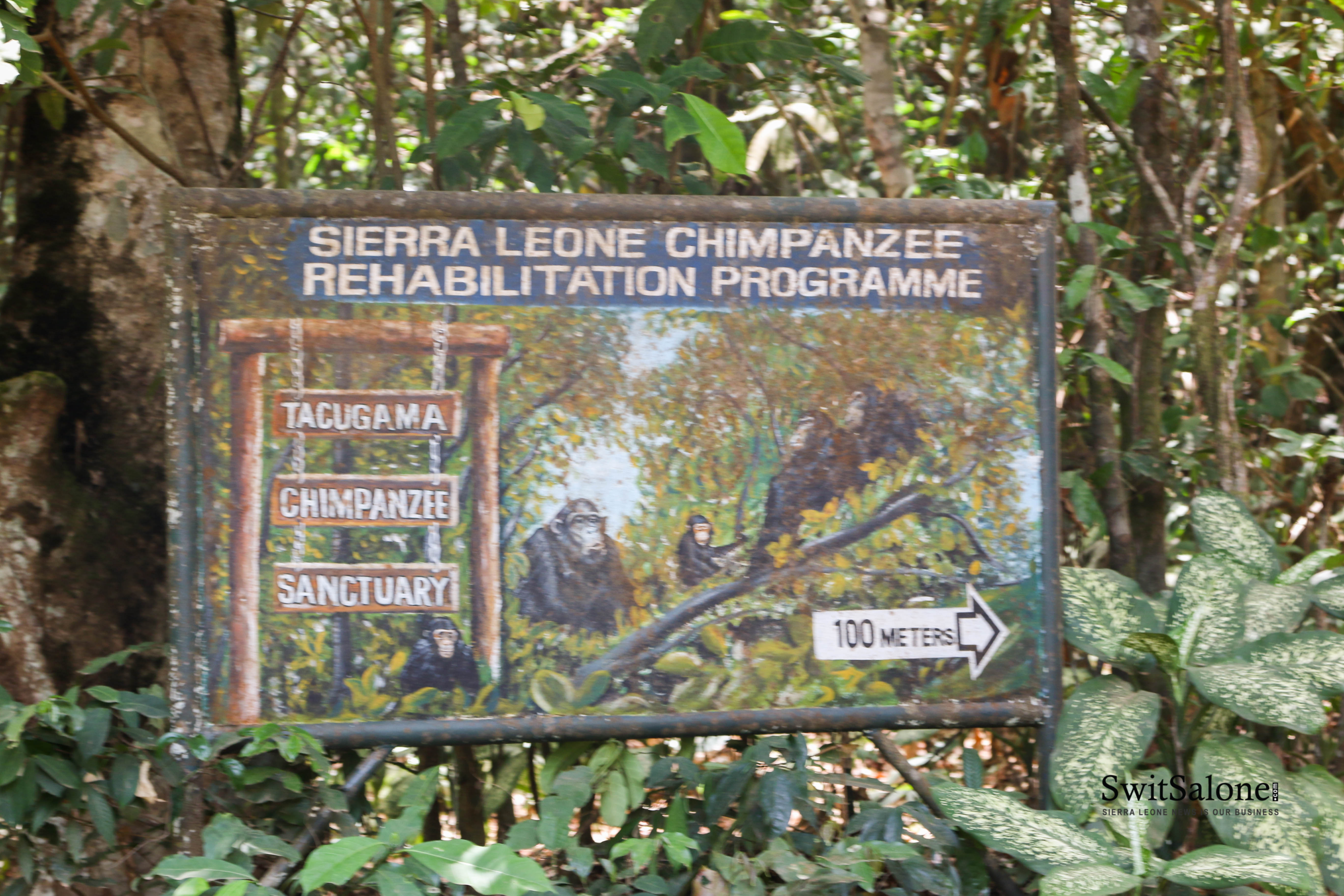 Destination Sierra Leone: The Hidden Wildlife Gem - Tacugama Chimpanzee ...